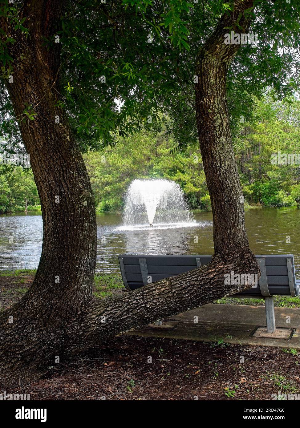 Bench by tree, pond & water fountain in a park by a walking path. A ...