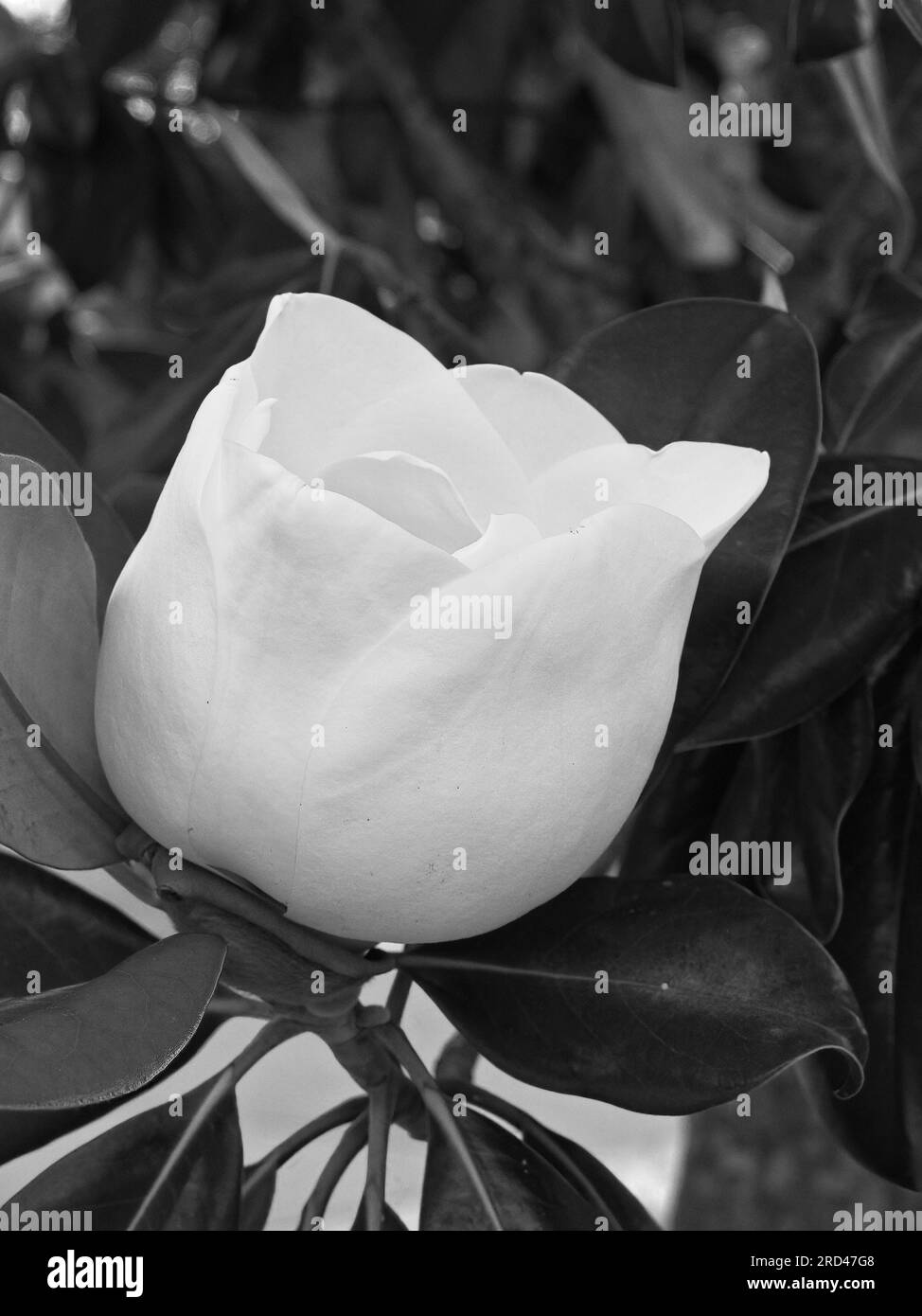Magnolia Tree White Flower Close-Up in Black & White Stock Photo - Alamy