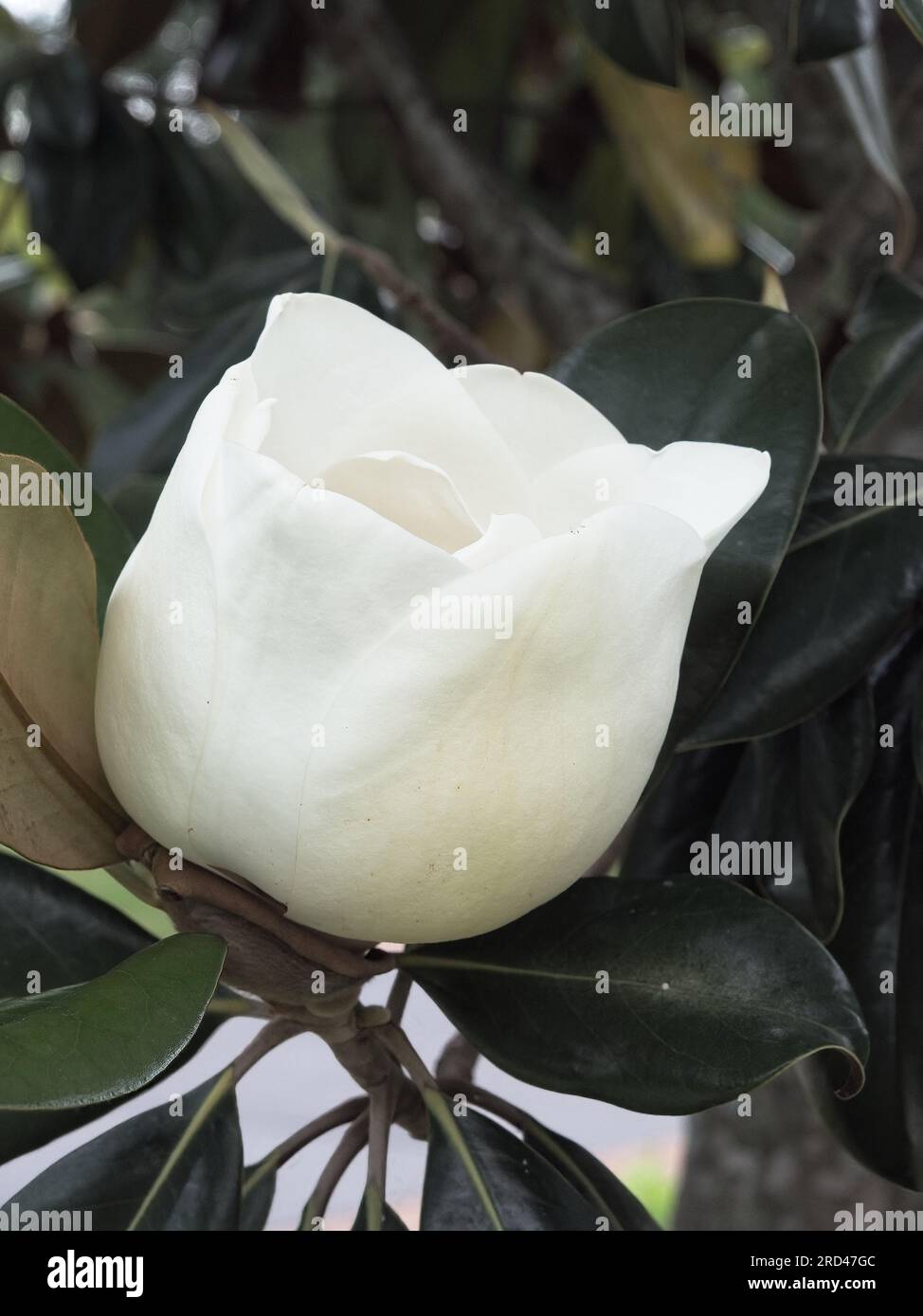 White magnolia garden hi-res stock photography and images - Alamy