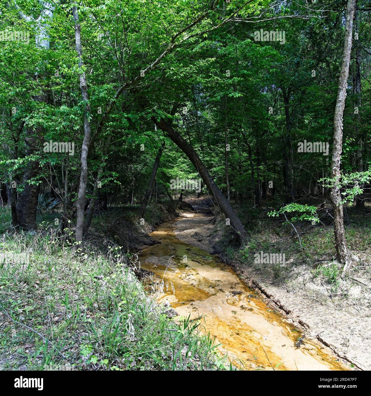 River running through old trees hi-res stock photography and images - Alamy