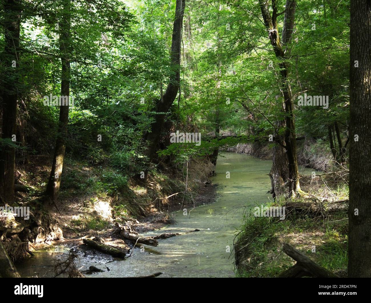 Summer forest river stream green hi-res stock photography and images ...