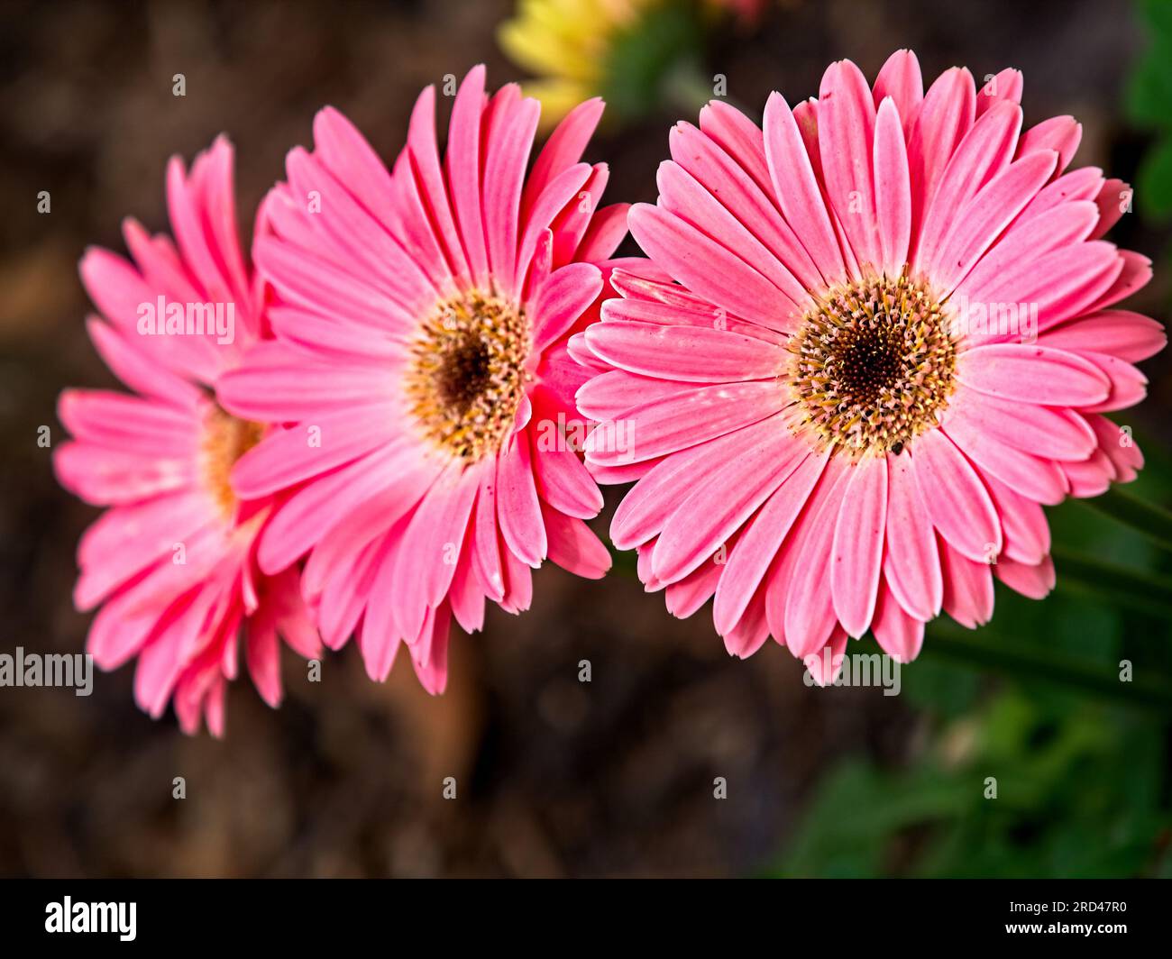 Three Pink Flowers in a Line Stock Photo - Alamy