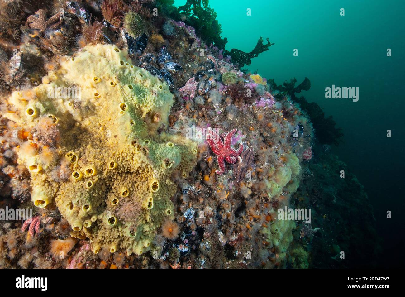 Warty Sponge underwater in the St. Lawrence River Stock Photo - Alamy