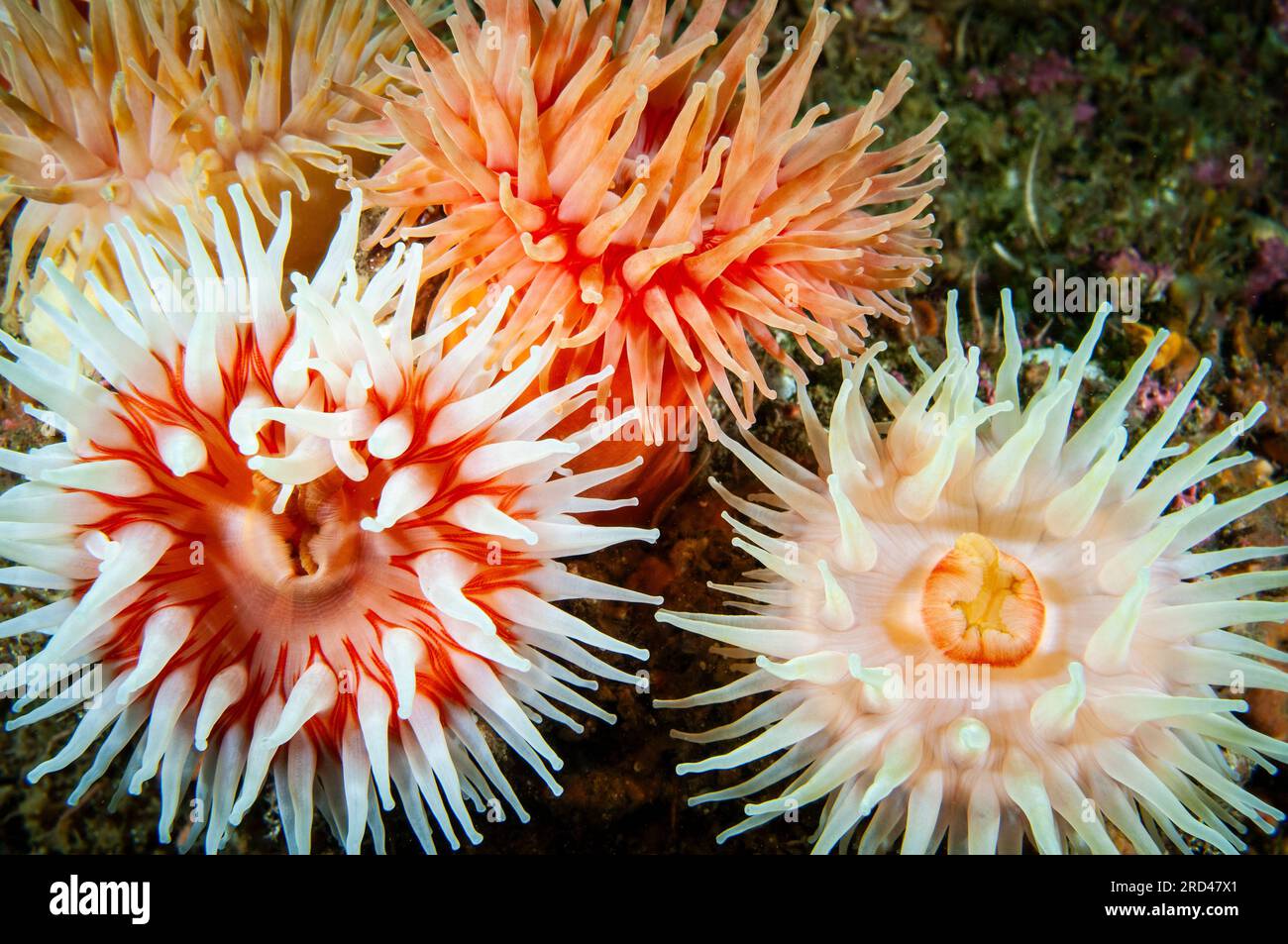 Sea anemones marine invertebrates hi-res stock photography and images ...