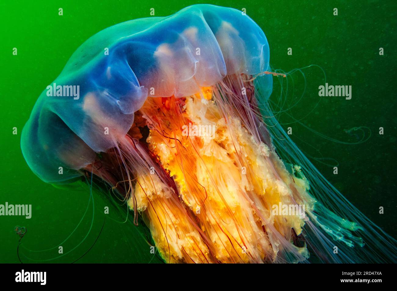 Lion's Mane jellyfish drifting underwater in the gulf of st.Lawrence ...