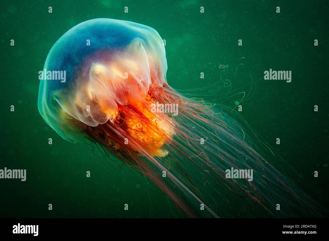 Lions mane jellyfish hi-res stock photography and images - Alamy
