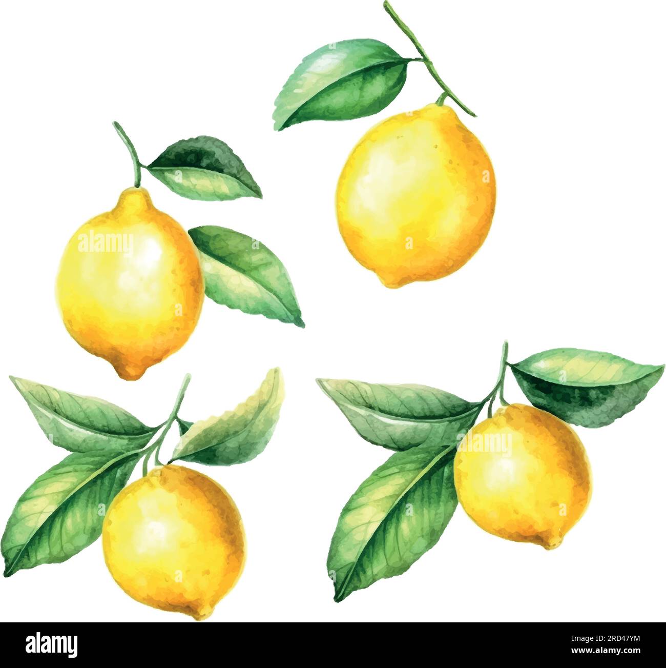 Lemon set watercolor, great design for any purposes Stock Vector Image ...
