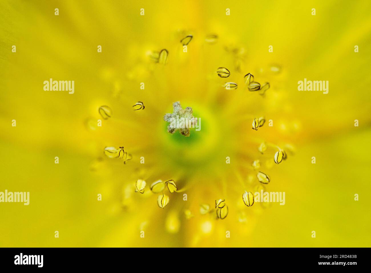 Delicate seeds hi-res stock photography and images - Alamy