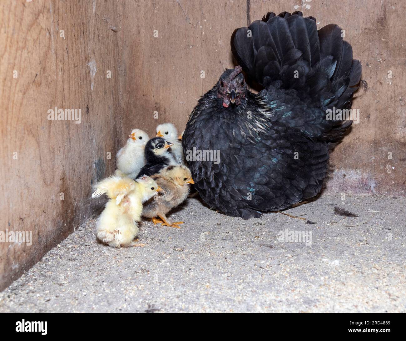 Black hen hi-res stock photography and images - Alamy