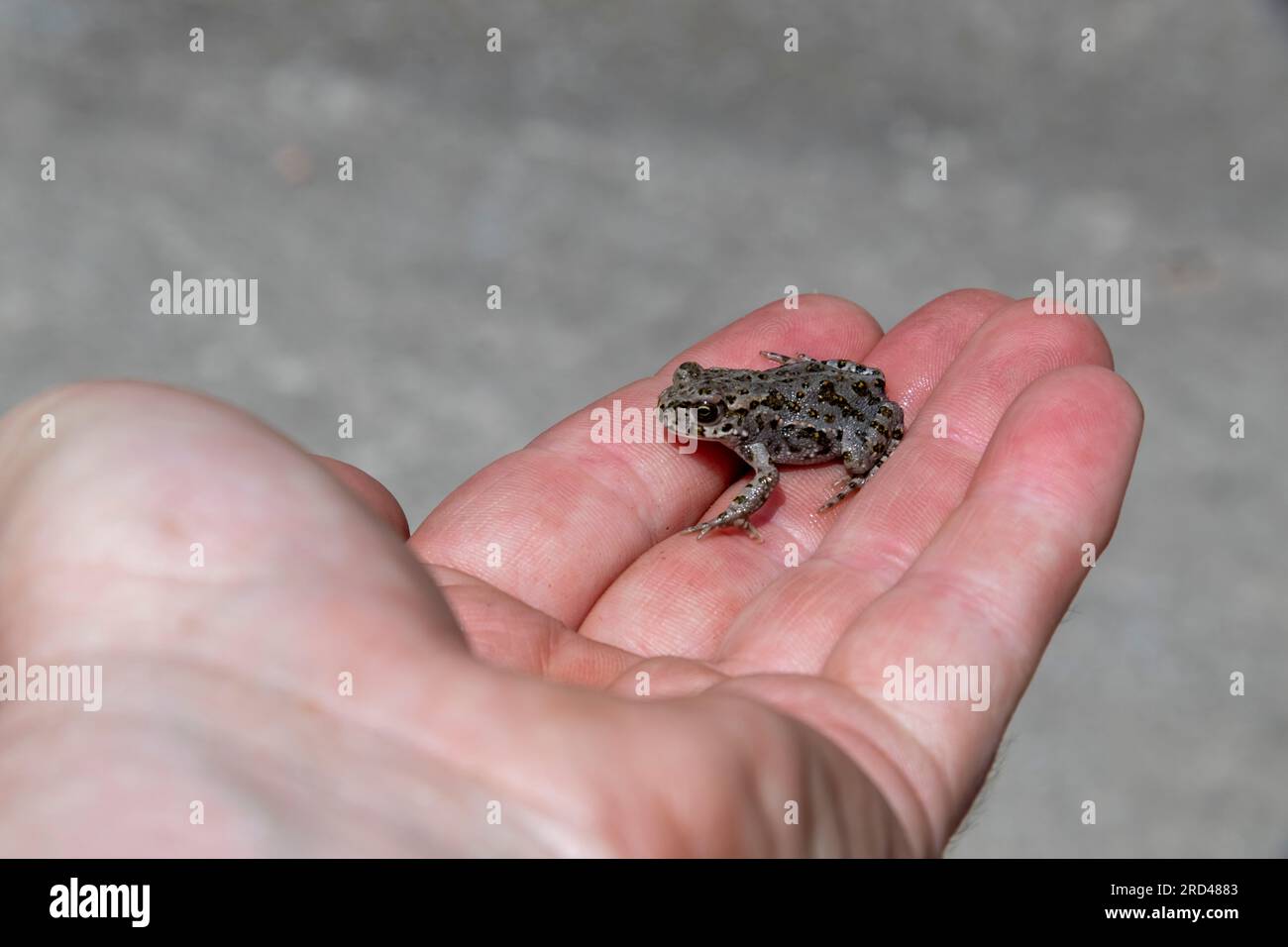 Close up of frog in hand hi-res stock photography and images - Alamy