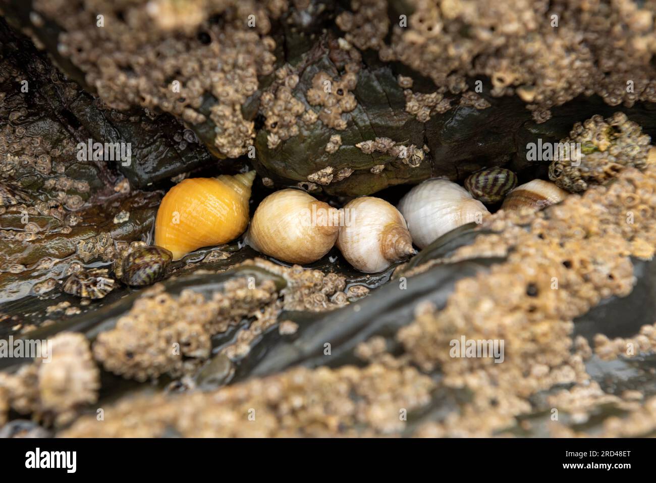 Dog whelks on rock covered in barnacles Stock Photo - Alamy
