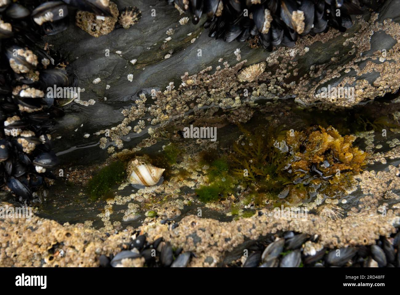 Rock pool with dog whelk, barnacles, seaweed, limpets and mussels Stock ...