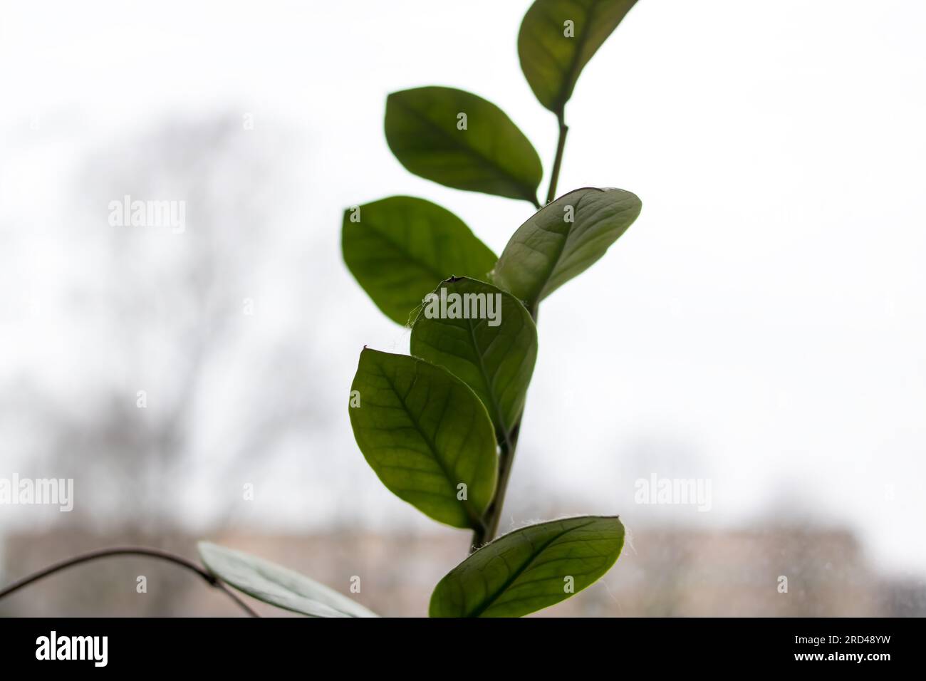 Stem with green leaves of a house plant close up Stock Photo - Alamy