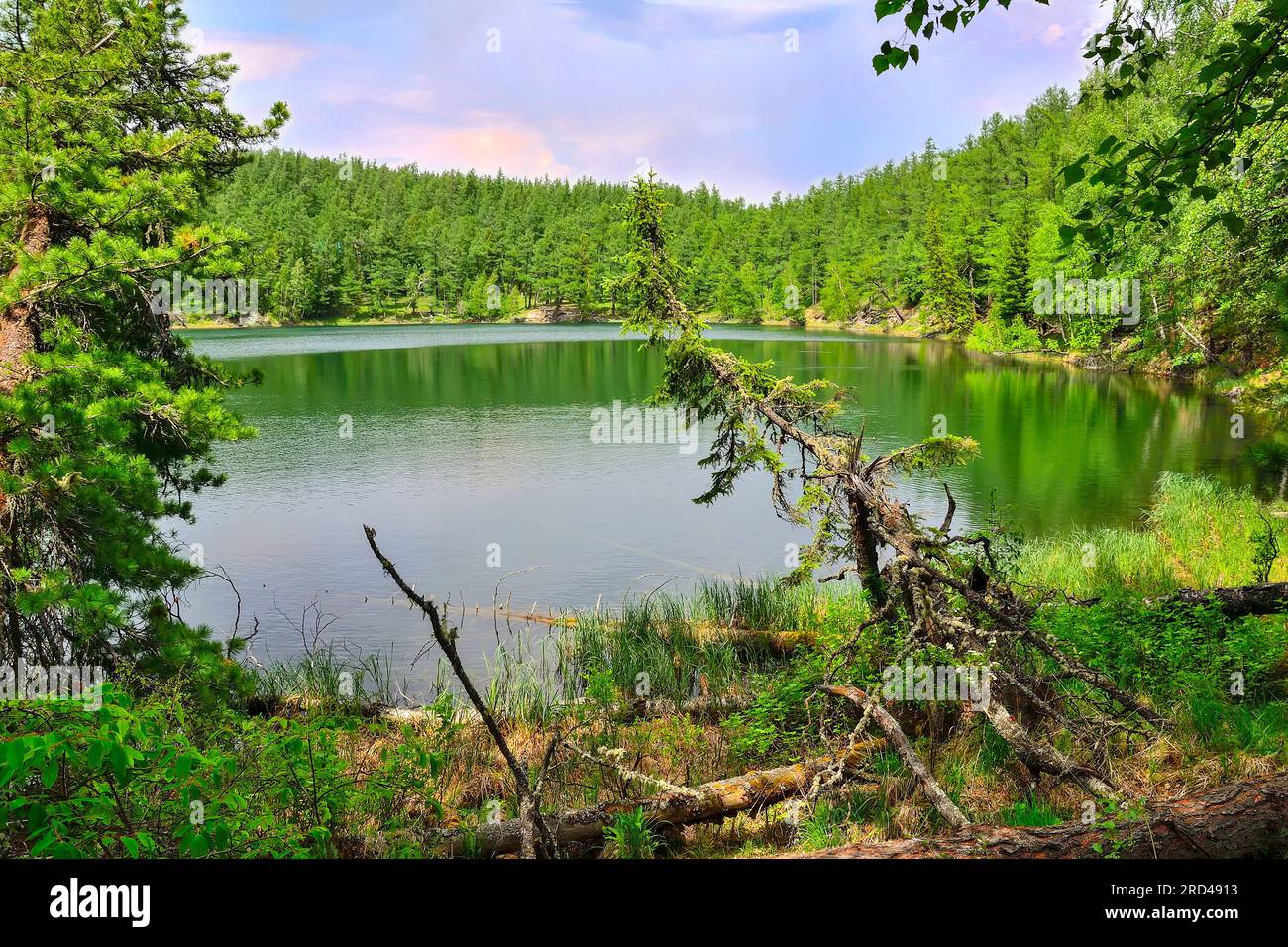 Summer landscape on the bank of emerald mountain lake in dense ...