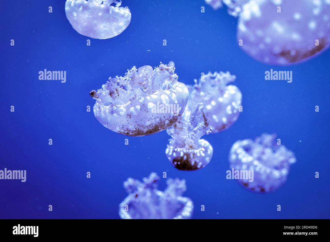 Bright colored jellyfish swimming in the water Stock Photo - Alamy