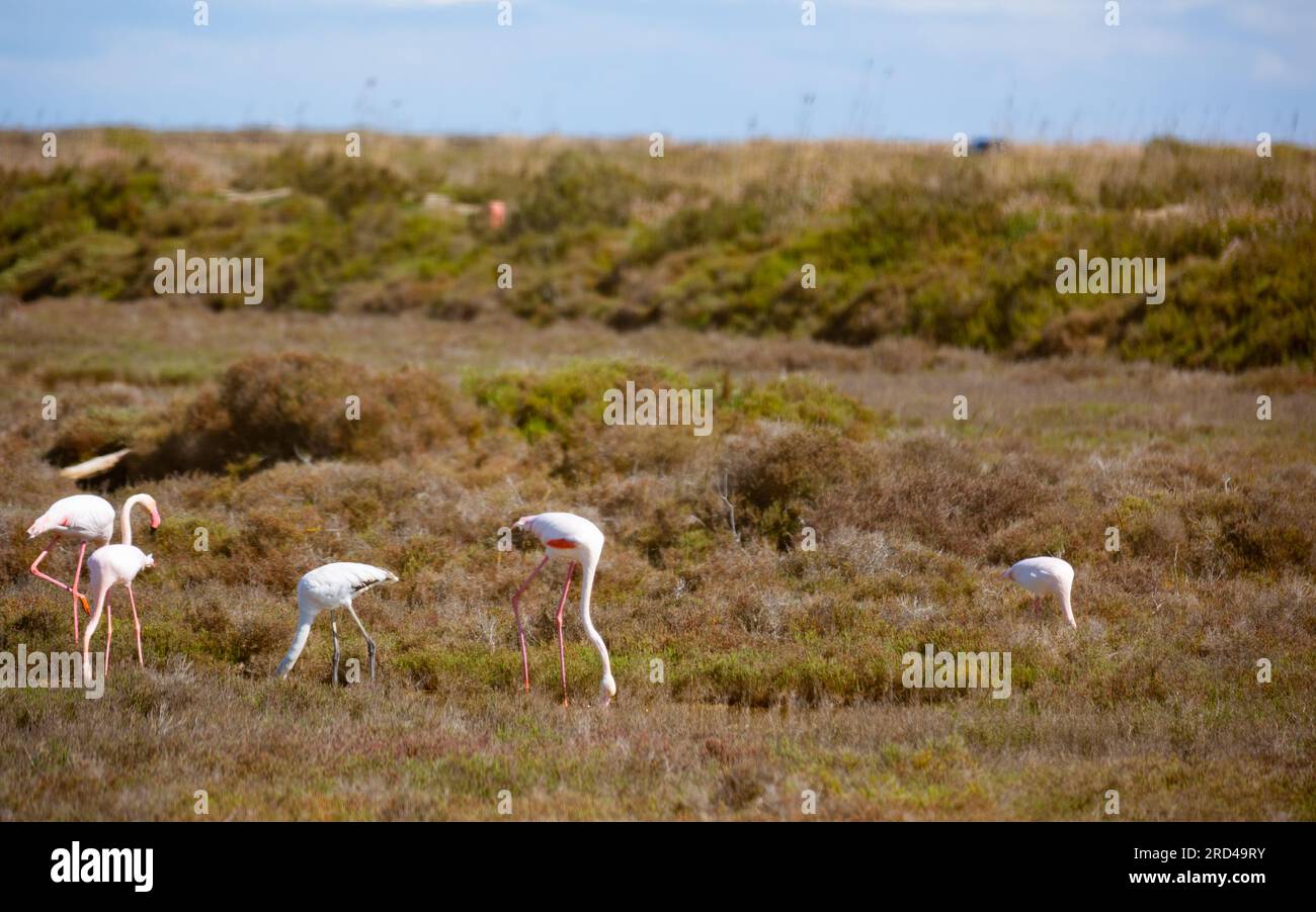 Main attraction of Spanish Natural Reserve Delta del Ebro - group of ...