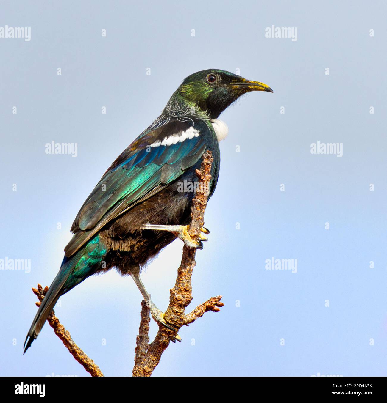 Tui bird hi-res stock photography and images - Alamy