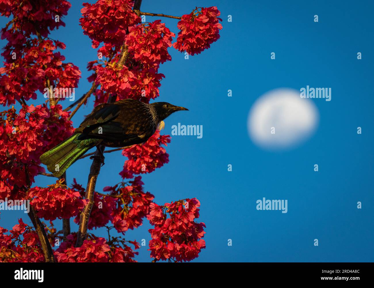 Tui bird hi-res stock photography and images - Alamy