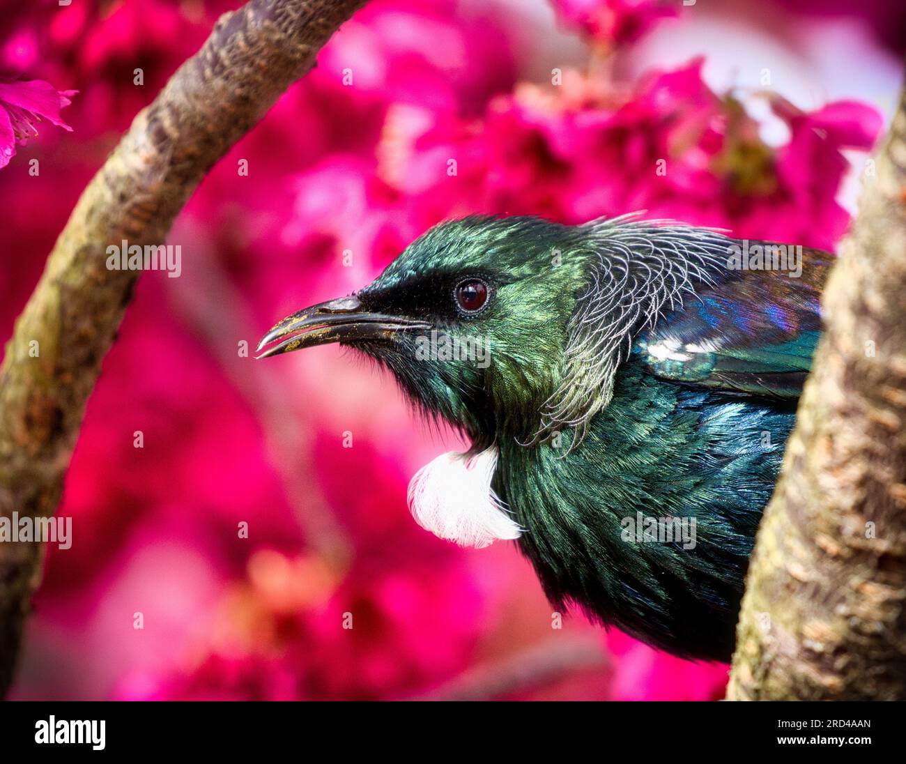 Cherry blossom tree birds on hi-res stock photography and images - Alamy