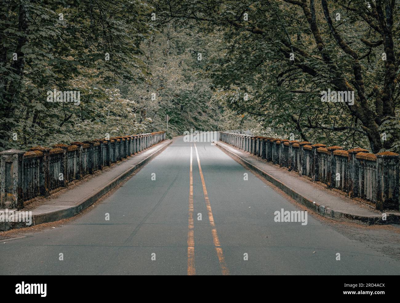 Bridge in the Forest Stock Photo - Alamy