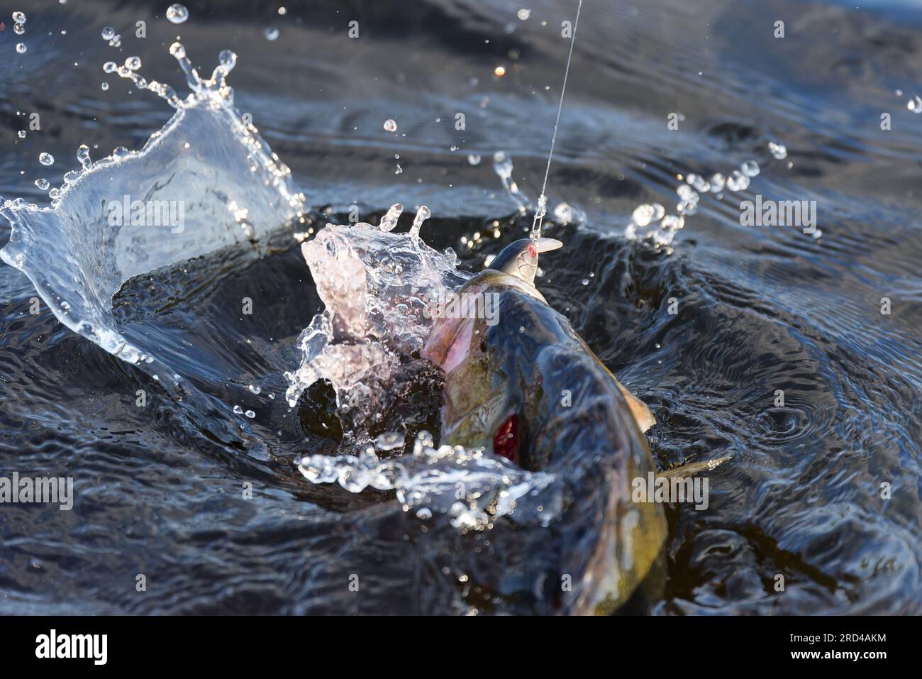 Hooked European perch jumping and fighting in a lake caught with a ...