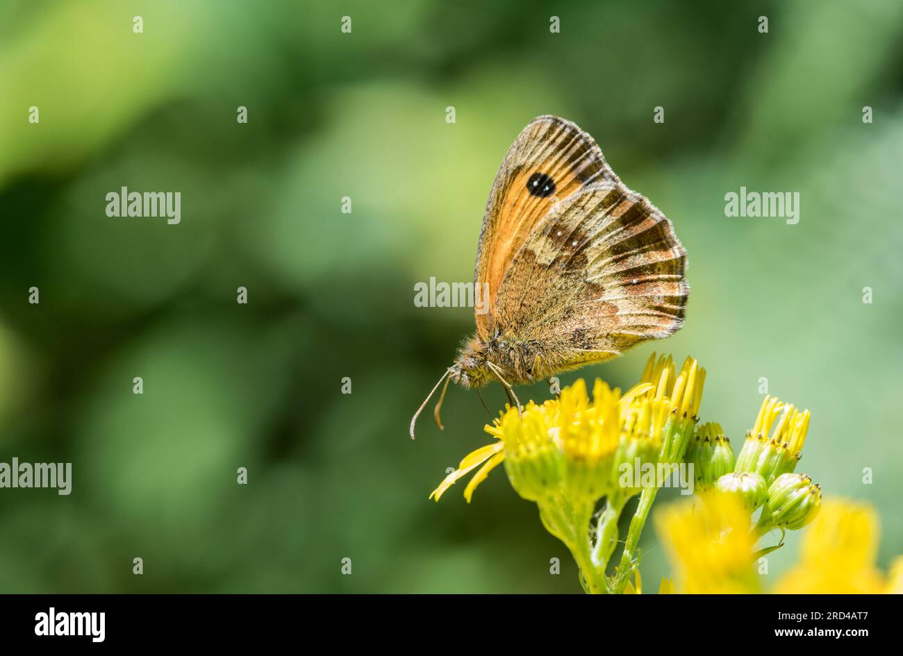 Gatekeeper (Pyronia tithonus) feeding on Ragwort Stock Photo - Alamy