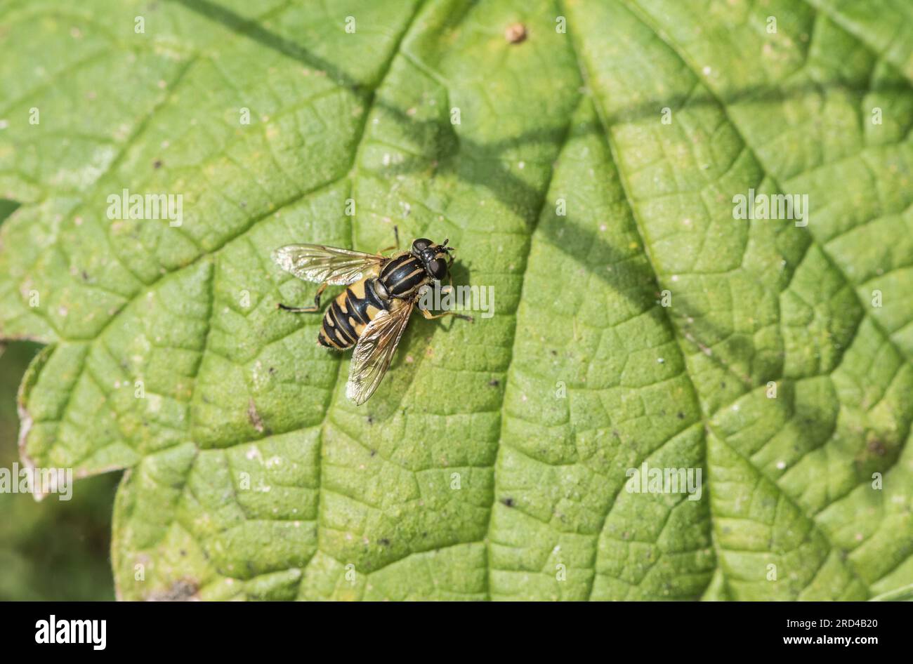 A resting hoverfly with the common name of "The Footballer" (Helophilus ...