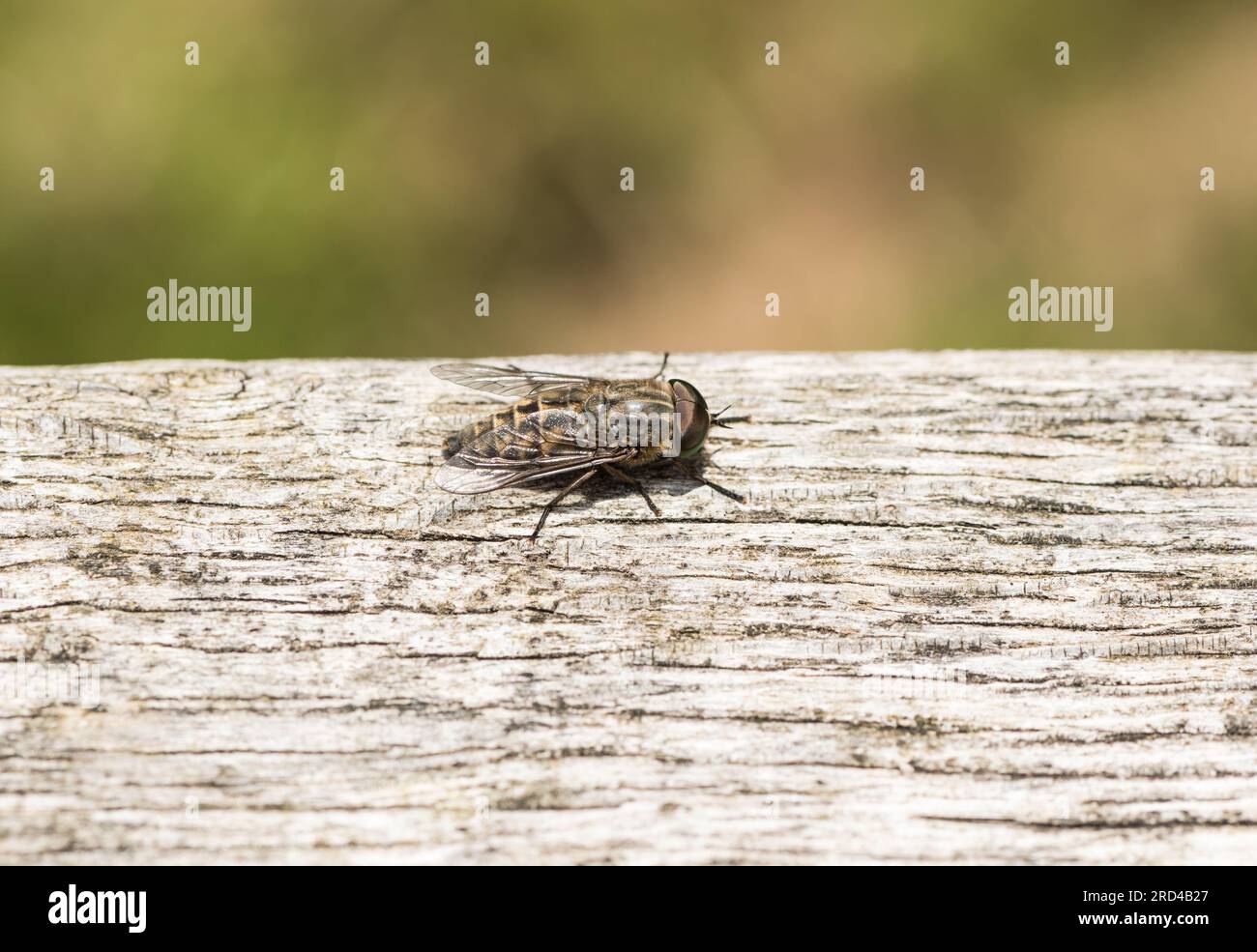 A horsefly (Tabanus bromius) resting on a wooden bench Stock Photo - Alamy