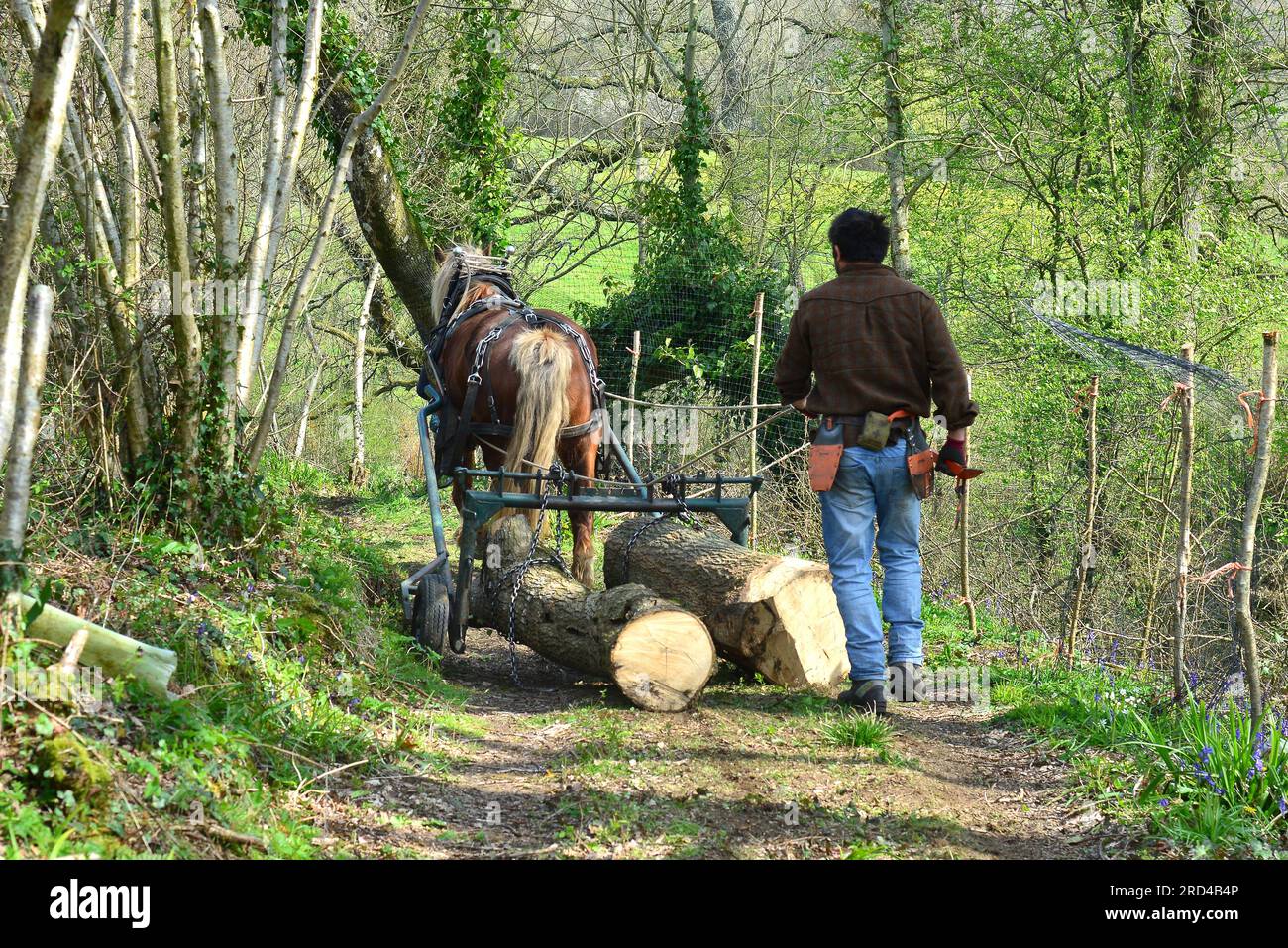 Heavy horse extracting timber from woodland. Dorset, UK Stock Photo - Alamy