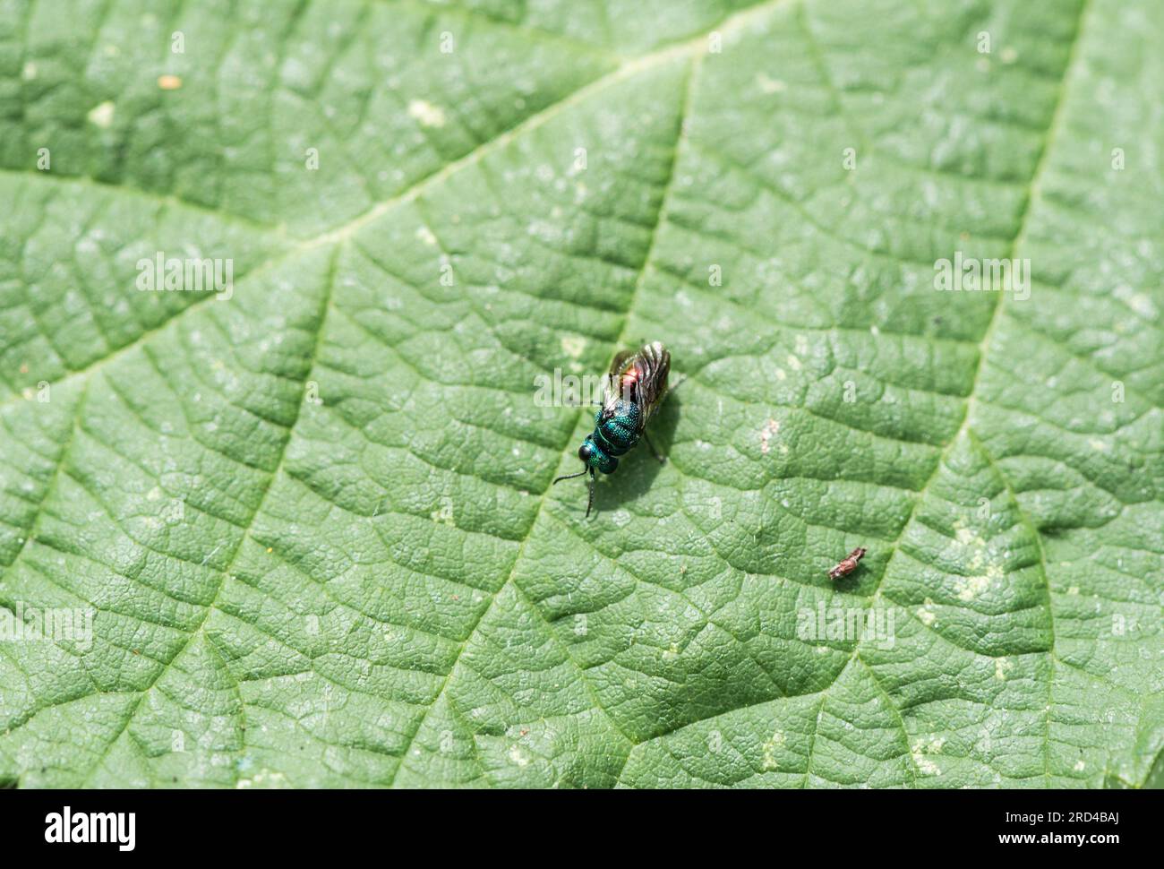 A Ruby-tailed Wasp (Chrysis sp.) resting on a leaf Stock Photo - Alamy