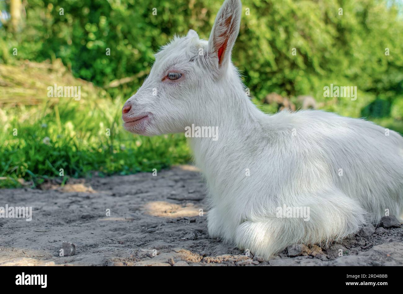 baby goat was walking along the street, lying down and resting on road ...