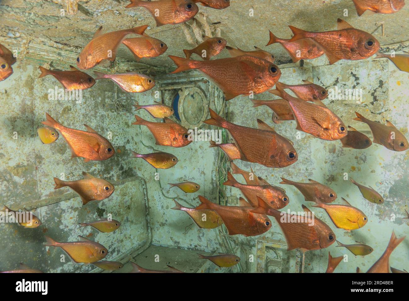 Fish swimming in the Red Sea, colorful fish, Eilat Israel Stock Photo ...