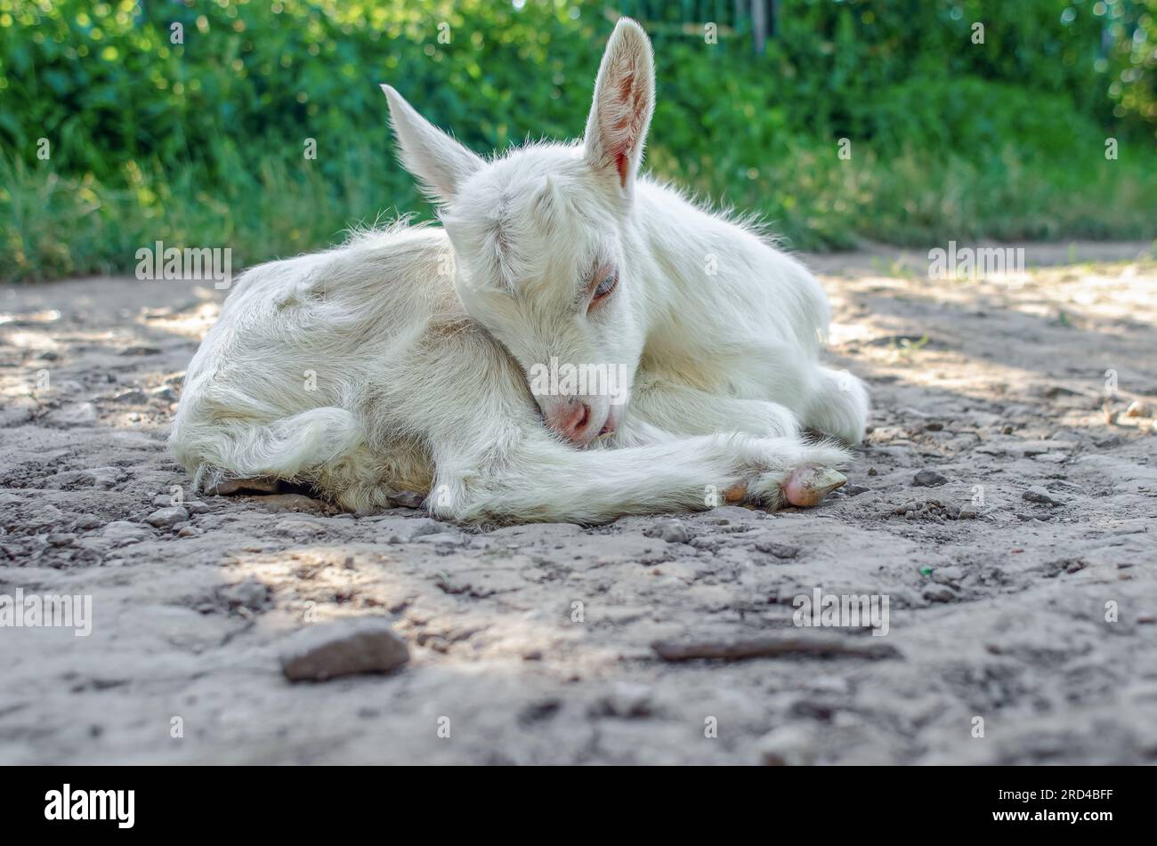Goat lying down sheep hi-res stock photography and images - Alamy