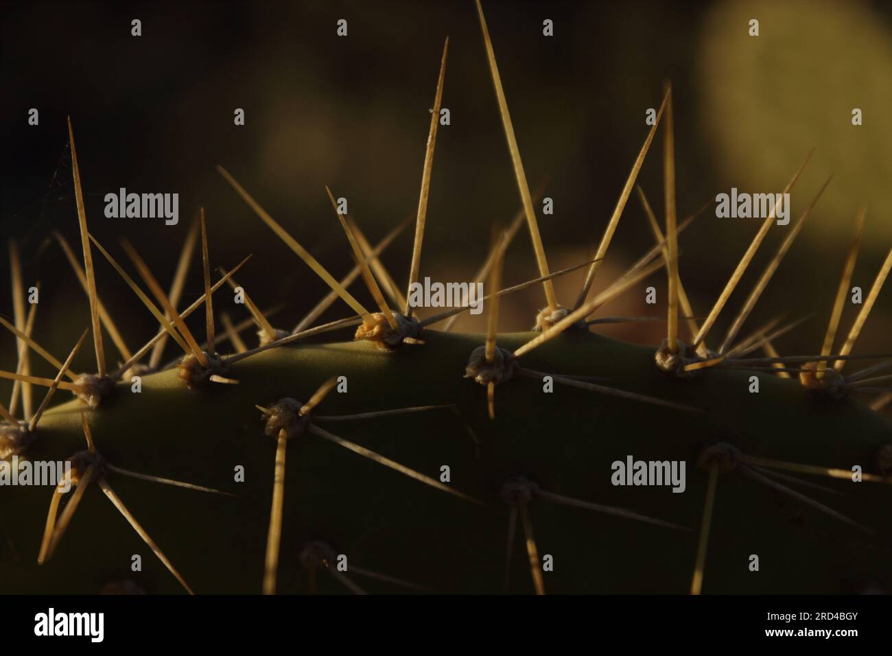 Plant with spines hi-res stock photography and images - Alamy