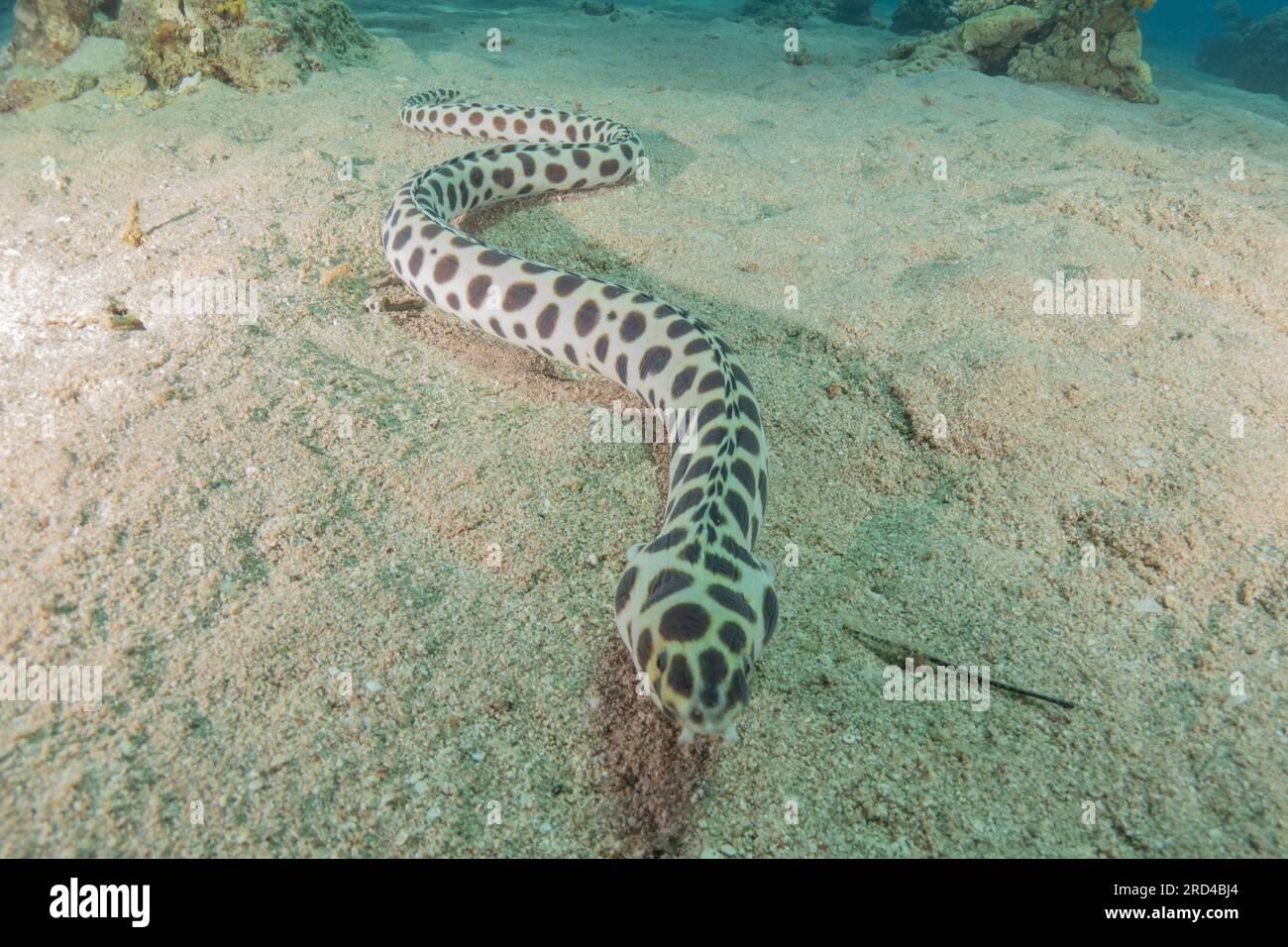 Tiger Snake Eel in the Red Sea Colorful and beautiful, Eilat Israel ...