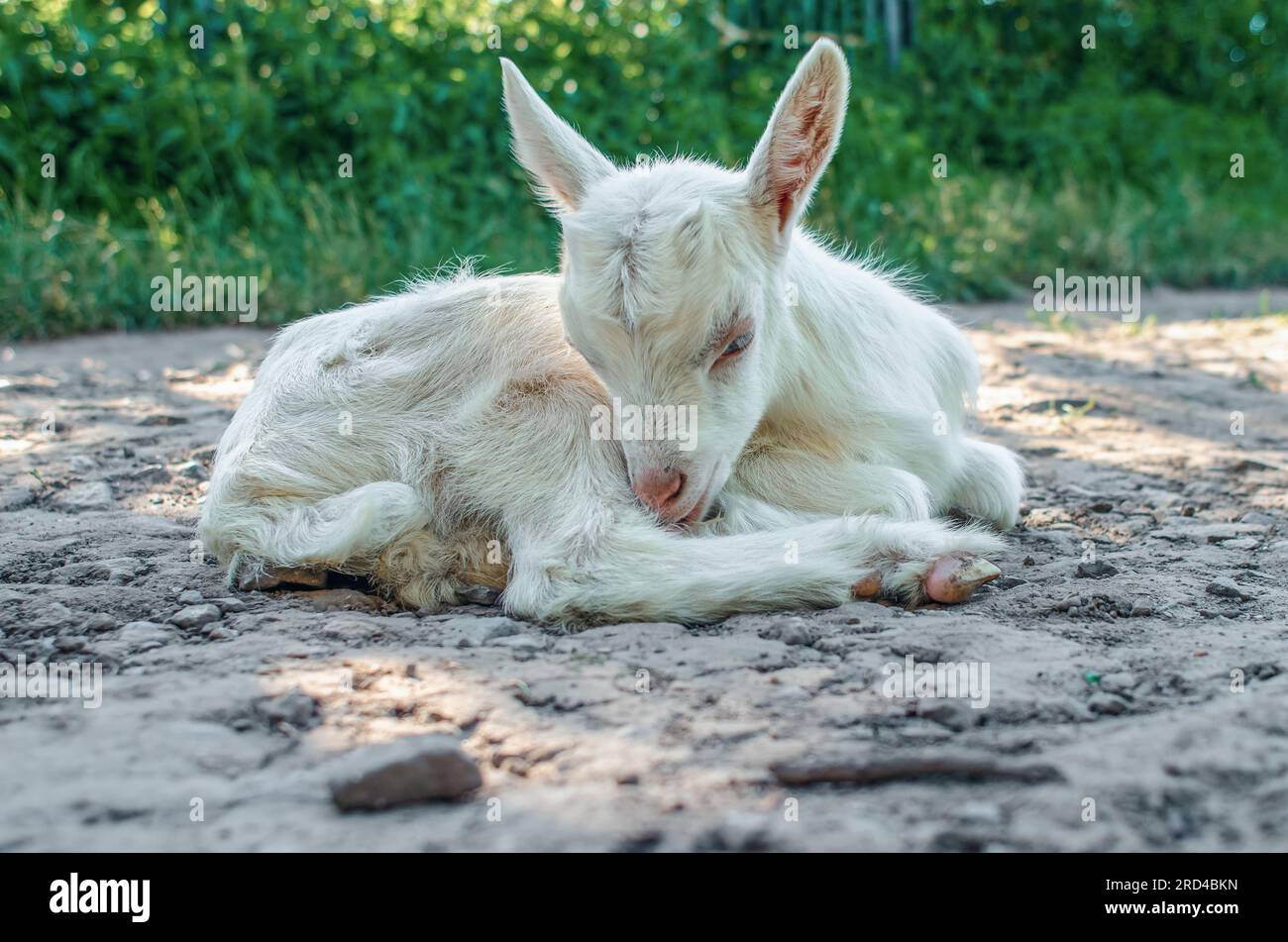 baby goat was walking along the street, lying down and resting on road ...