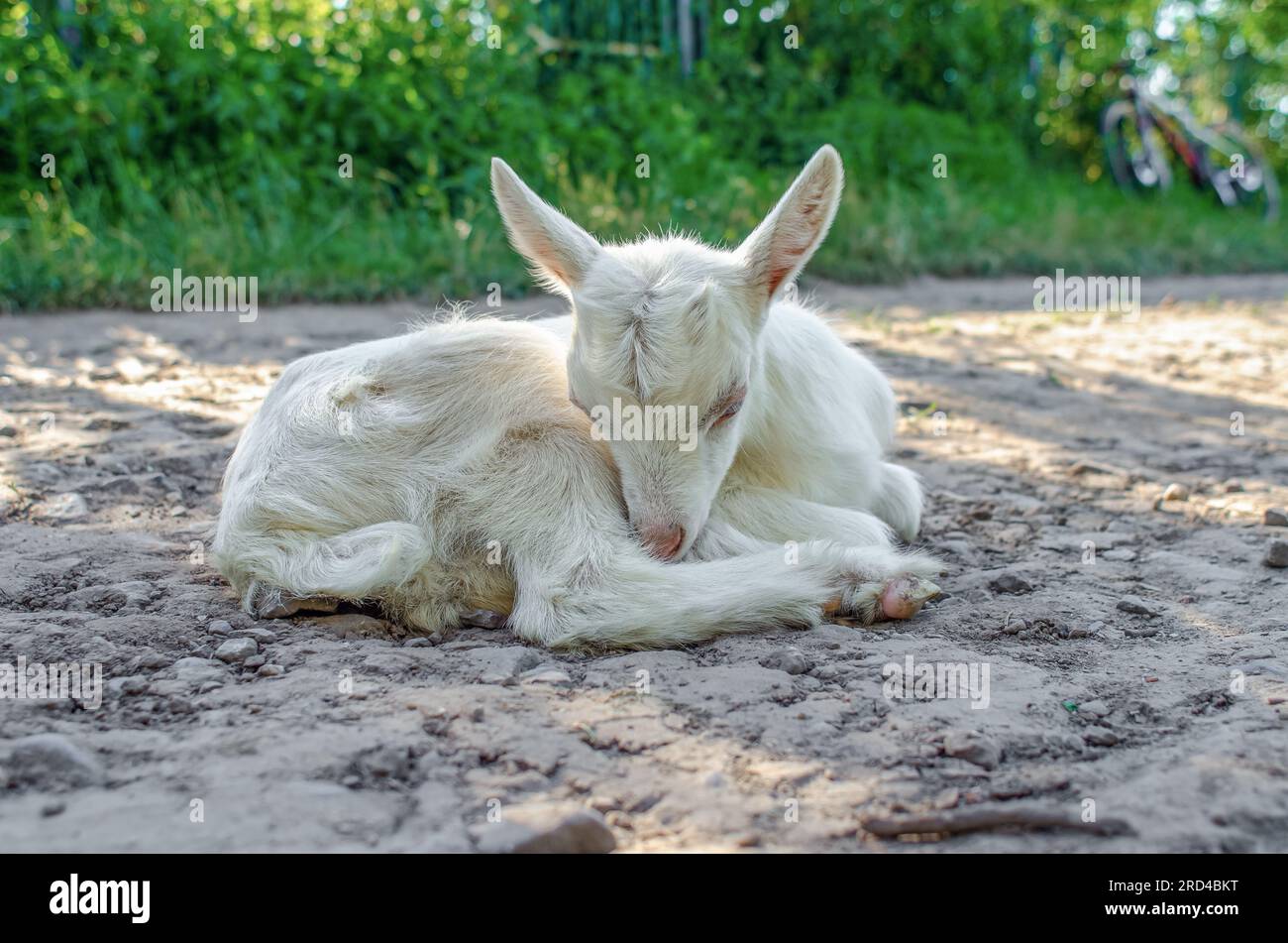 Goat lying down sheep hi-res stock photography and images - Alamy