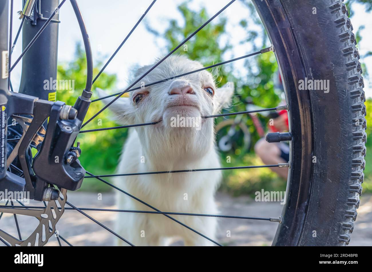 Baby goat walks down street, bites a bicycle wheel with his teeth Stock ...