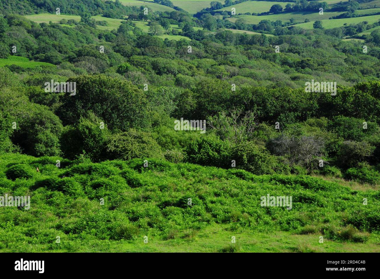 Powerstock Common, Dorset Wildlife Trust nature reserve. UK Stock Photo ...