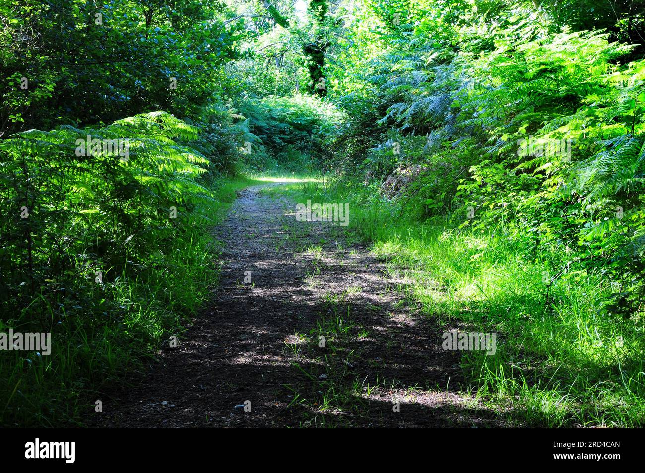 Powerstock Common, Dorset Wildlife Trust nature reserve. UK Stock Photo ...
