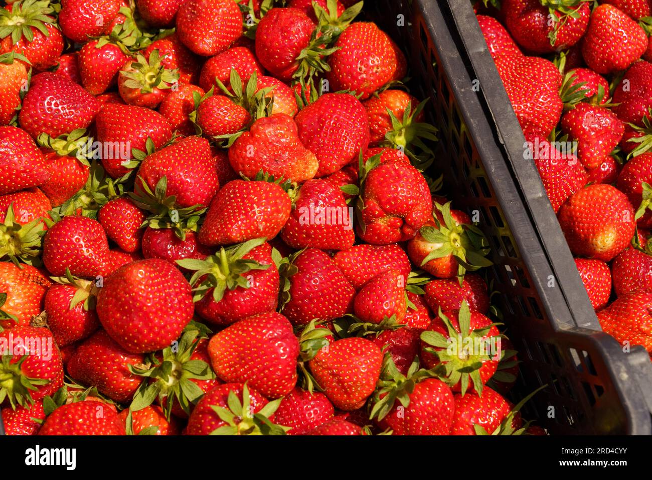 New spring crop of strawberries in boxes Stock Photo - Alamy