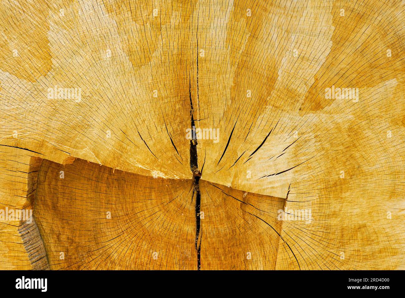 Old Thick Wooden Oak Trunk Cut Surface With Growth Rings Texture And Cracks Cross Section Of A
