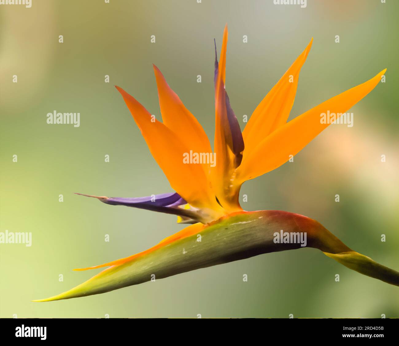 Exotic flower portrait full hi-res stock photography and images - Alamy