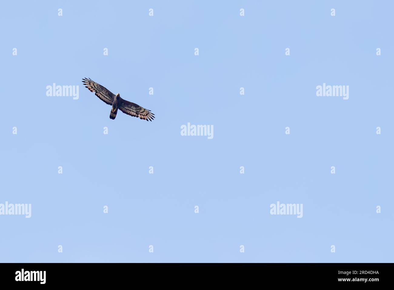 A Serpent Eagle flying high in sky Stock Photo - Alamy