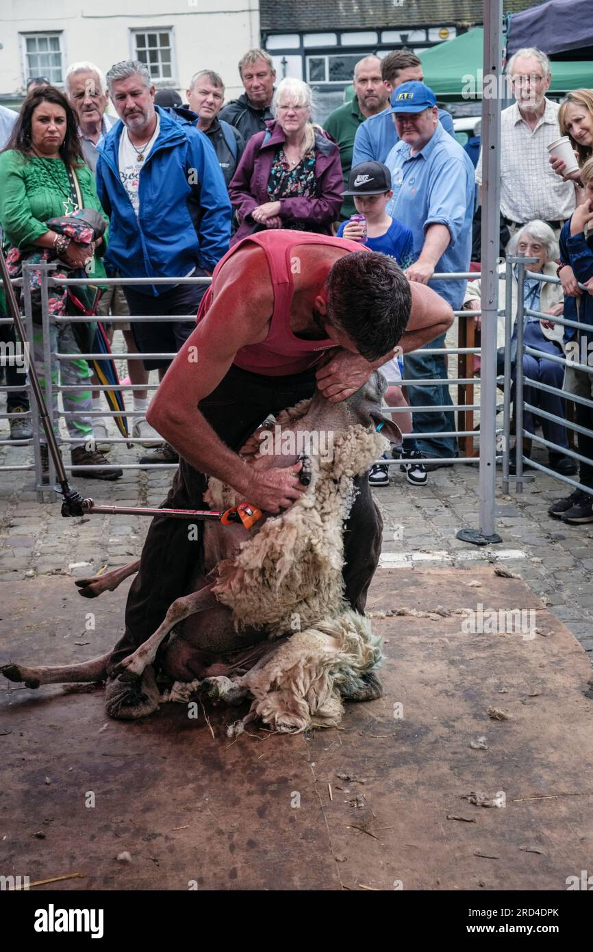 Sheep shearing demonstration at a Sheep Fair in the Market Place ...