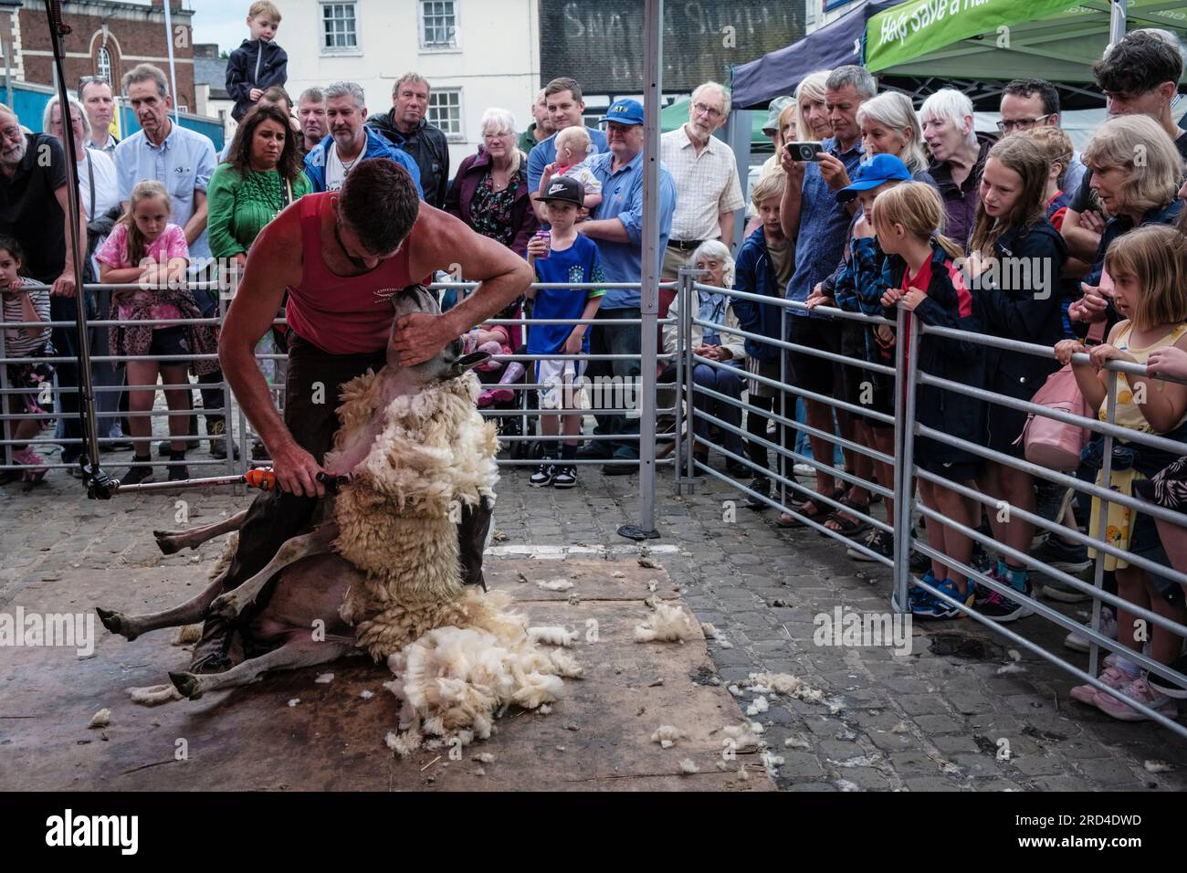 Sheep shearing demonstration at a Sheep Fair in the Market Place ...