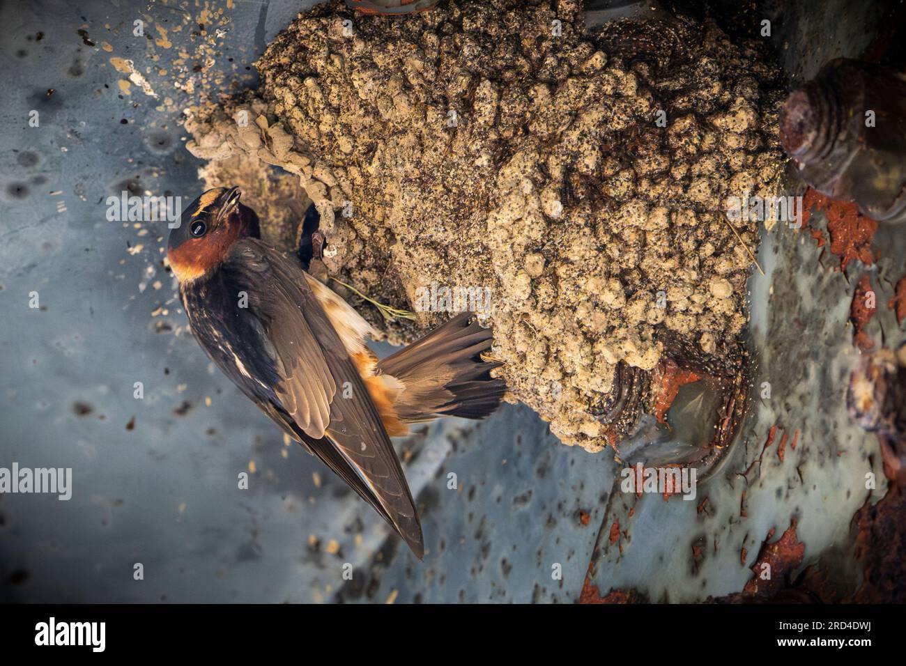 Cliff swallow bringing food to the nest located under a bridge over a ...