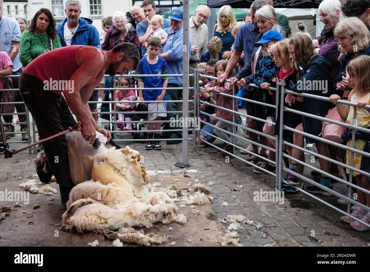 Sheep shearing demonstration at a Sheep Fair in the Market Place ...