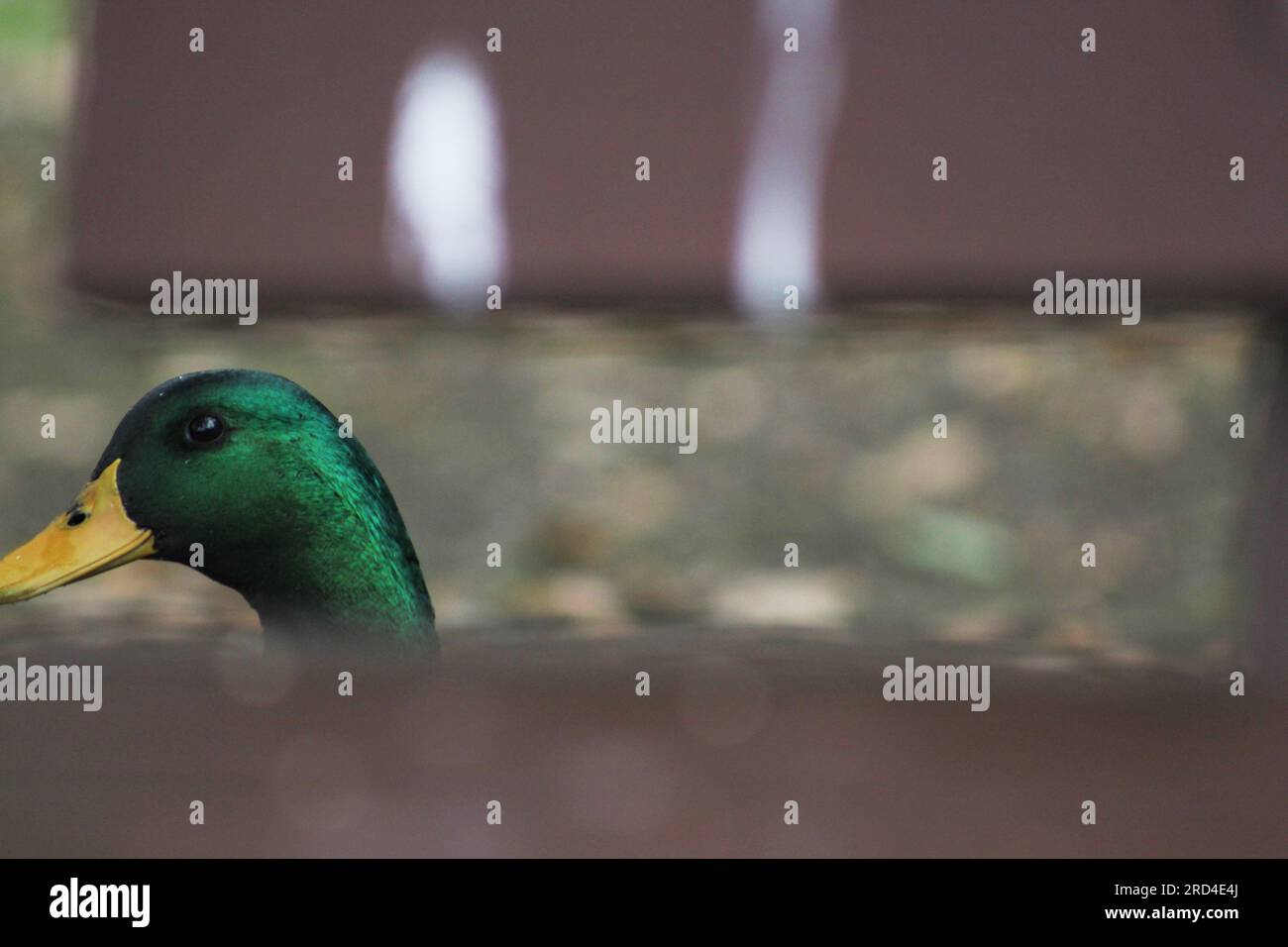 Duck profile photo hi-res stock photography and images - Alamy