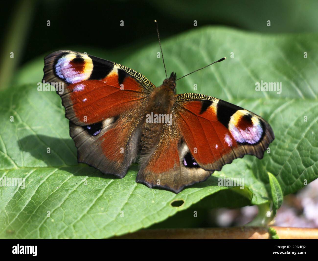 A peacock butterfly on a leaf photographed in West Sussex England Stock ...